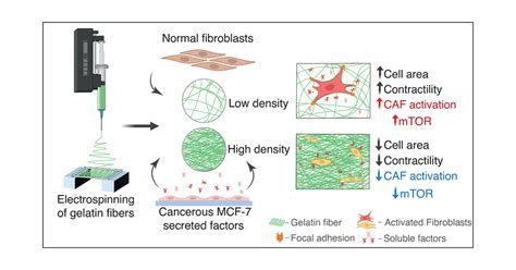 Fibroblasts