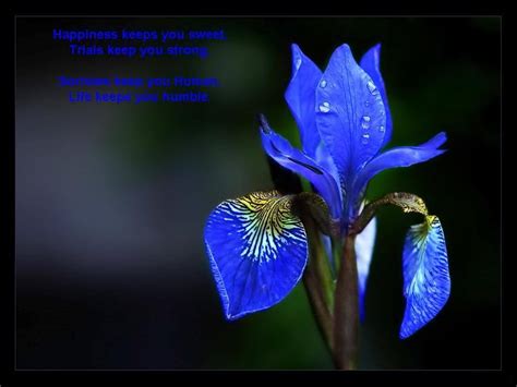 گلهای زیبا فرامرز فیروزی