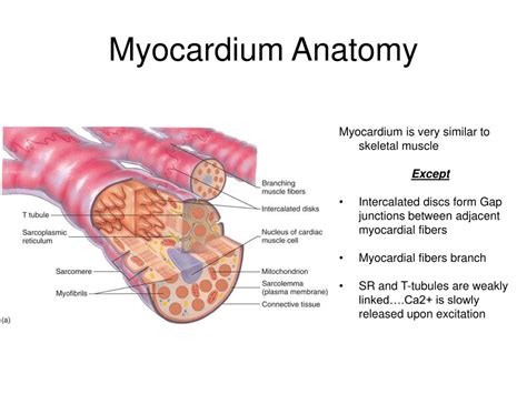 Myocardium Definition Myocardium Definition