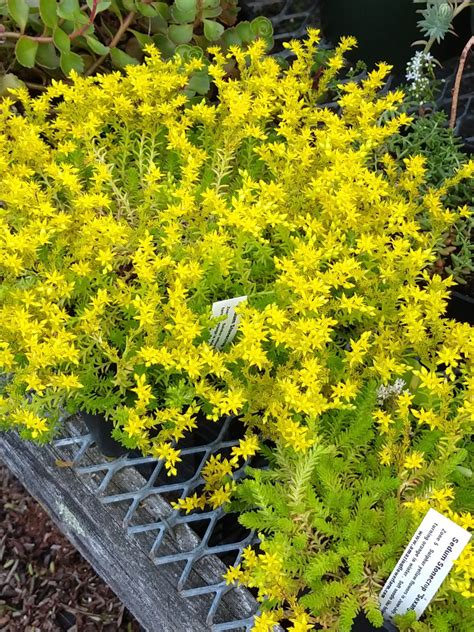 Sedum Sexangular Amazing Flower Farm