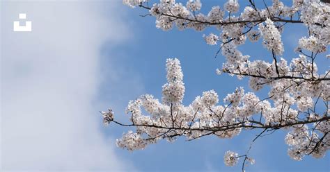 전경에 흰 꽃이 피고 배경에 푸른 하늘이 있는 나무 사진 Unsplash의 무료 꽃 이미지