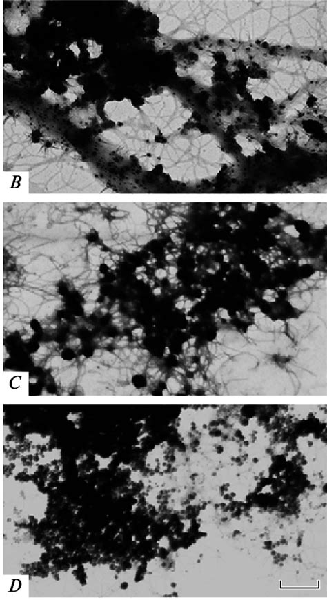 Microphotographs Of Samples B C And D The Scale Is 300 Nm Download Scientific Diagram