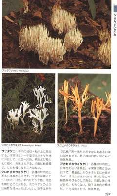 アリノタイマツ 菌類 図鑑 jp