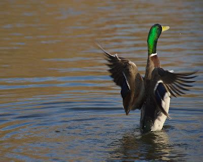 Duck Info And Photos The Wildlife