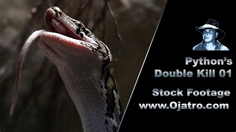 Pythons Double Kill 01 Stock Footage Youtube