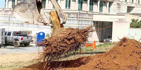 Can Tree Roots Damage Foundation An Expert Guide
