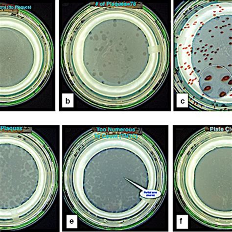 Photographs Of Representative Plaques A A Negative Control B Show The