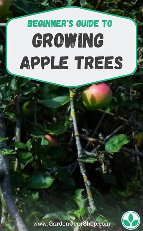 How Tall Will Apple Trees Grow At Jayden Thomas Blog