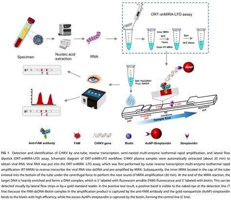 Rapid And Sensitive Detection Of Chikungunya Virus Using One Tube Reverse Transcription Semi