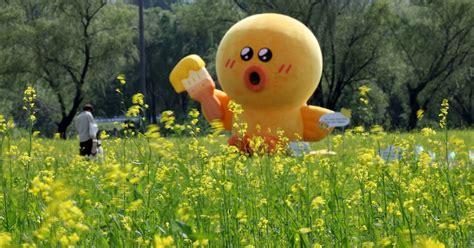 바람에 춤추는 유채꽃