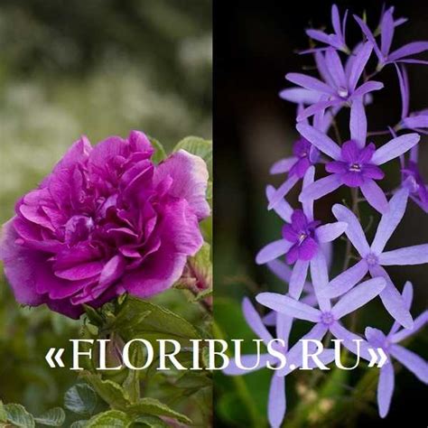 Цветы с фиолетовыми листьями фото и названия 6 видов комнатных цветков с фиолетовыми листьями