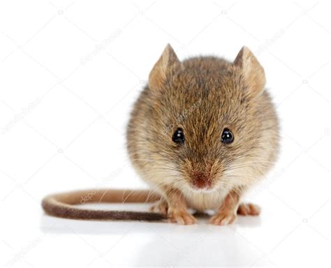 Ratón De Casa Mus Musculus — Foto De Stock 30697875 © Icefront
