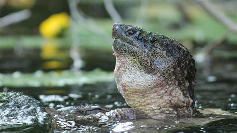 Can You Swim In A Pond With Snapping Turtles The Turtle Hub