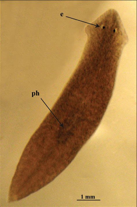 Figure 2 From Integrative Taxonomy Of A New Species Of Planarian From