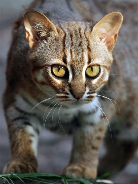 The Rusty Spotted Cat Discovering The Worlds Smallest Cat Modern Cat