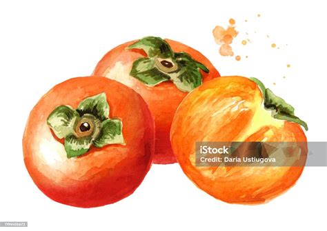 신선한 잘 익은 감 흰색 배경에 격리 된 수채화 손으로 그린 그림 0명에 대한 스톡 벡터 아트 및 기타 이미지 0명 가을