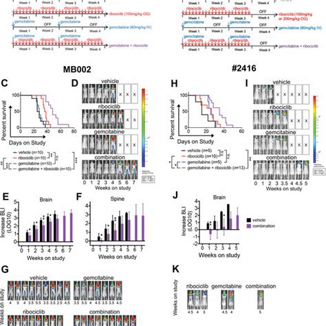 Combination Of Ribociclib And Gemcitabine Decreases The Activity Of