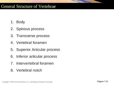 Ppt General Structure Of Vertebrae Dokumen Tips