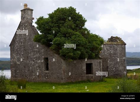 Tree Growing Through A Derelict Stone Brick House In The Scottish