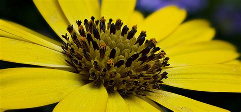 Focus Stacking For Macro Photography Using Helicon Focus