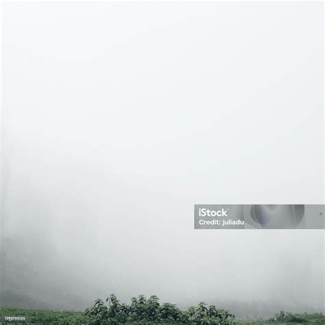 녹색 숲 잔디밭 초원 두꺼운 흰 안개 속의 들판 식물 허브 야생화 그림 같은 풍경 순수한 자연 환경 생태학 프레임 템플릿 모형 가을에 대한 스톡 사진 및 기타 이미지