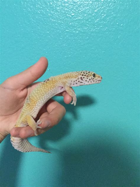 Leopard Gecko Morph Hypo Leopard Geckos Morphmarket Reptile Community