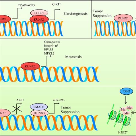 Regulation Of Target Genes By Runx Proteins Runx1 Dualistically