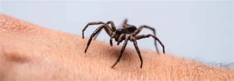Mordedura De Araña Etapas De Curación