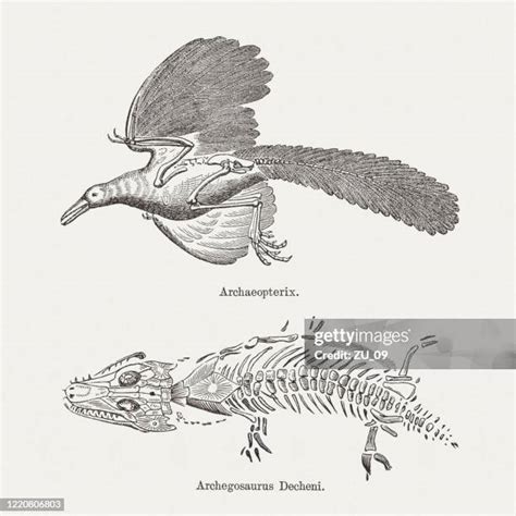 Archaeopteryx Fossil Skeleton
