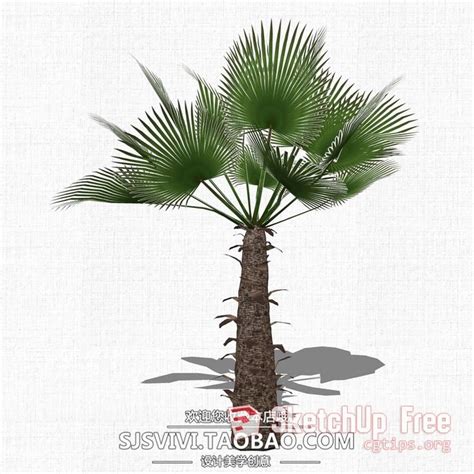 Tree Sketchup Model Free Download Sketchup Model Tree D Tree Tree Sketchup Model Free Download Sketchup Model Tree D Tree