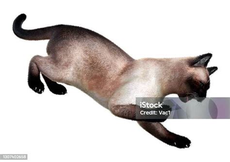 흰색에 3d 일러스트 샴 고양이 0명에 대한 스톡 사진 및 기타 이미지 0명 3차원 형태 가축 Istock