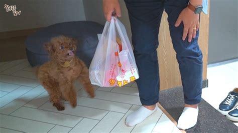 속 마음을 들켜버린 강아지 Youtube