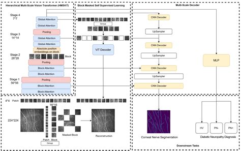 论文审查 Hmsvit A Hierarchical Masked Self Supervised Vision Transformer