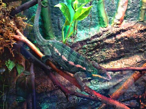Leopard Chameleon By Soll Dennegallery On Deviantart