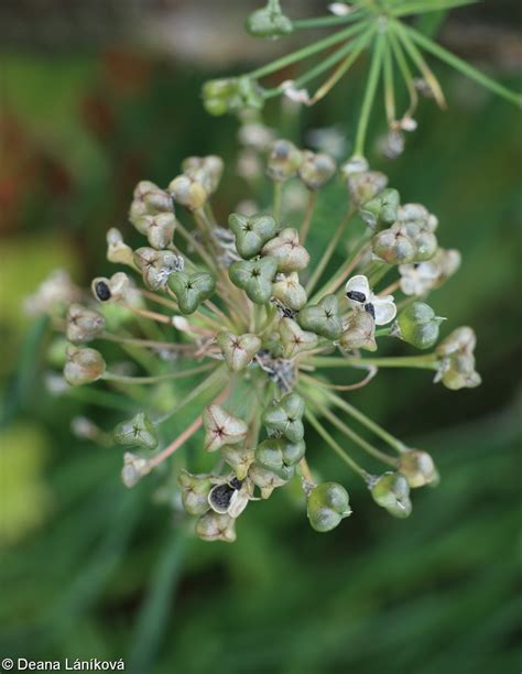 Allium Tuberosum • Floravegeu