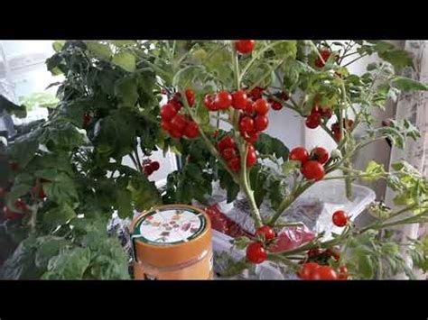 Выращивание правильной рассады. - YouTube