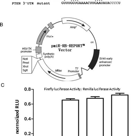 Mir 205 Targets Pten At 3′ Utr A Sequences Of Mir 205 Binding Sites