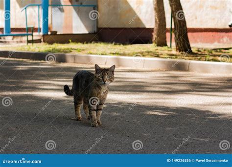 En Heml S Katt G R Ner Gatan Arkivfoto Bild Av Ondska Snitt