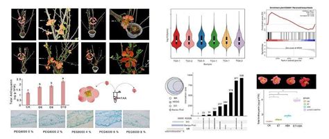 如何进行植物“转录组 代谢组”联合分析？ 合成 Rna Seq 研究