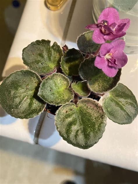 Ive Been Asking My Local Garden Center For Years For African Violets They Got A New Manager A