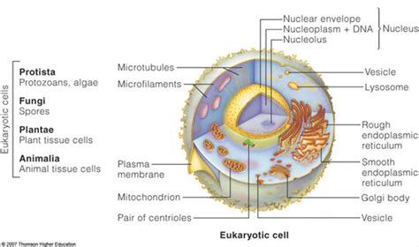 Eukaryotic Cell Structure Function Biological Science Picture Directory Pulpbits Net