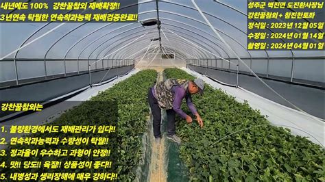 강찬꿀참외 내년에도 100 강찬꿀참외 재배확정 3년연속 탁월한 연속착과능력 재배검증완료성주군 벽진면 도진환사장님 생농 강찬꿀참외 파트너꿀참외
