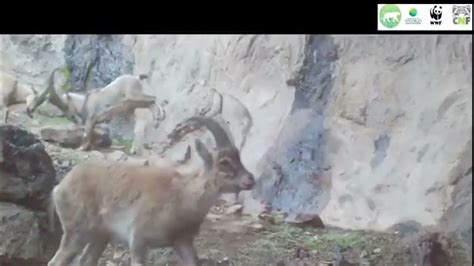 2023 ին «Խոսրովի անտառ ում ֆոտոթակարդների կողմից նկարահանված լավագույն