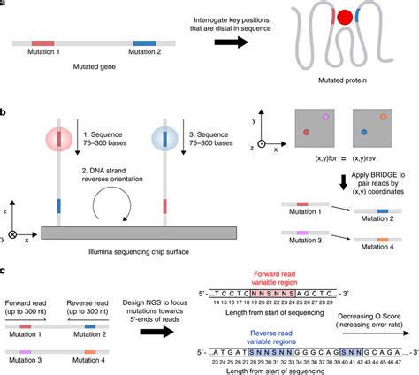 History Of Illumina Sequencing At Summer Mannix Blog