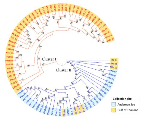 Maximum Likelihood Dendrogram Of 82 R Apiculata Accessions Based On