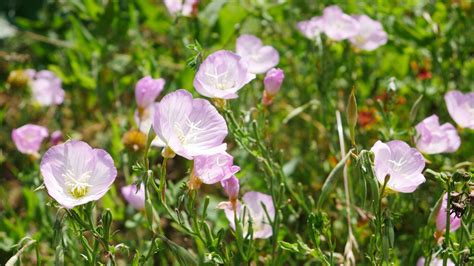 картинки природа цвести луг лепесток ботаника Флора Дикий цветок цветы Первоцвет Поле