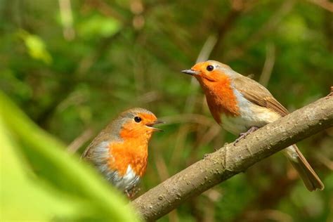 How To Identify A Male And Female Robins Birds Fact