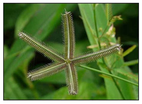 Damung Balang Dactyloctenium Aegyptium Egyptian Grass