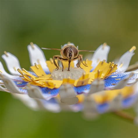 Wild Flowers Complete Spring Rings Jewellery By Gahee Kangrings