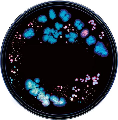 What Are The Differences Between Microbiome And Microbiota Jona